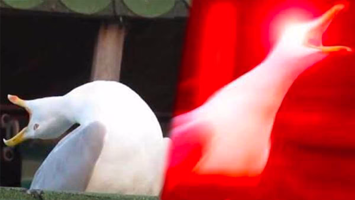 L'histoire de la mouette qui crie, le mème de la colère incontrôlée ...