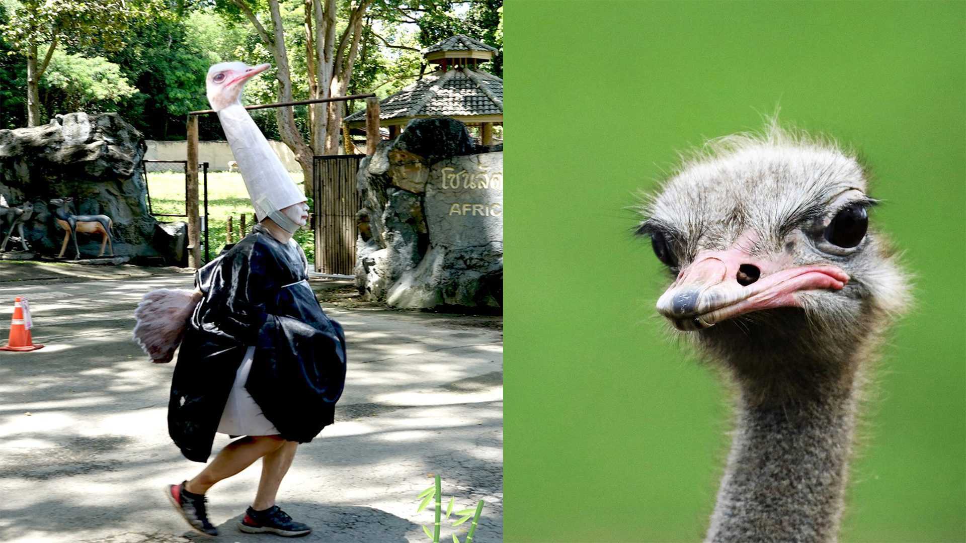 Il se déguise en autruche pour simuler une évasion du zoo : exercice ...