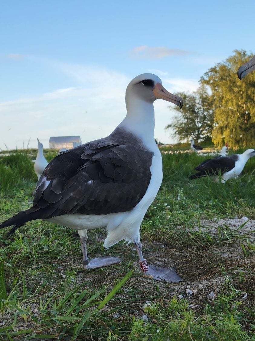 Wisdom, 71 ans, est le plus vieil oiseau sauvage du monde : elle est ...