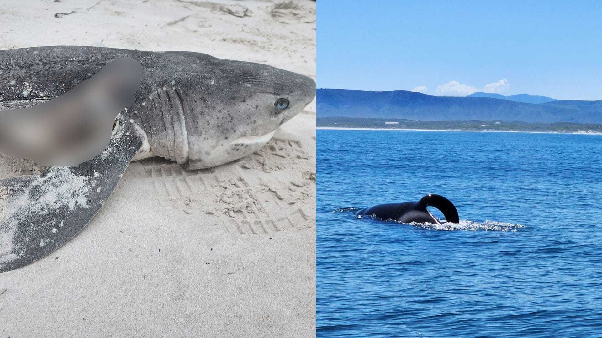 Deux orques ont attaqué et tué 17 requins en seulement deux heures