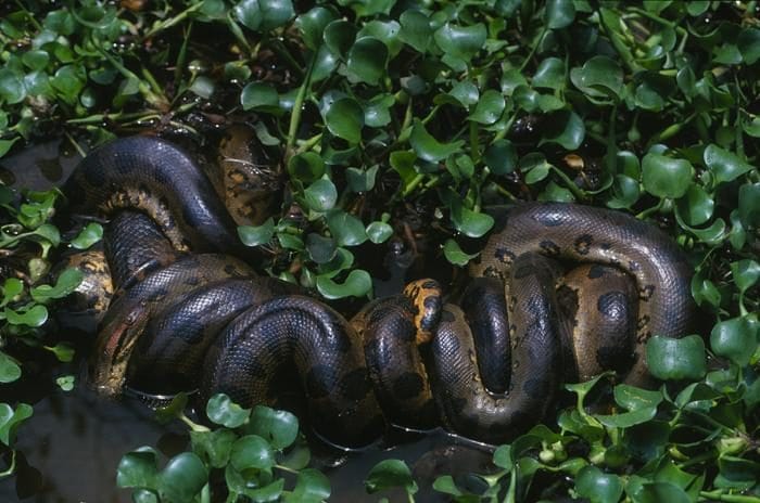 Nouvelle espèce d'anaconda géant découverte en Amazonie : c'est le plus ...